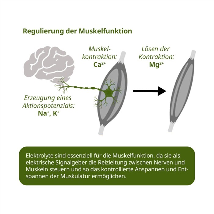 Mineralmix | Elektrolyte | 100 ml | Tropfen | Fertiglösung, 22,95
